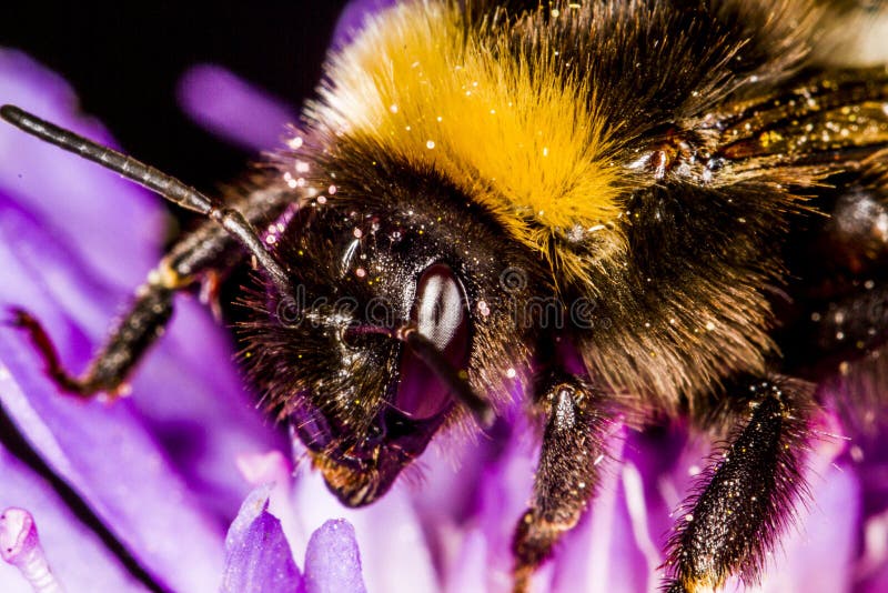 Humla fotografering för bildbyråer. Bild av stängning - 63371439