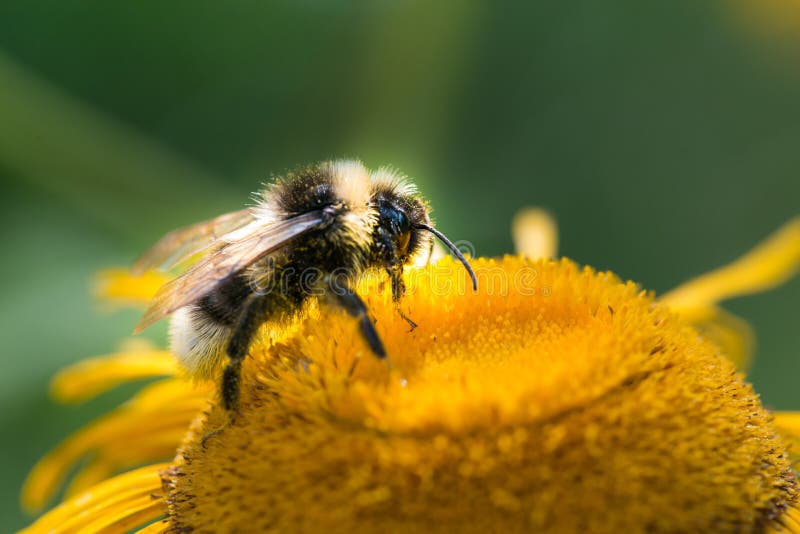 Humla arkivfoto. Bild av frö, detalj, skog, makro, medf8ort - 75188814