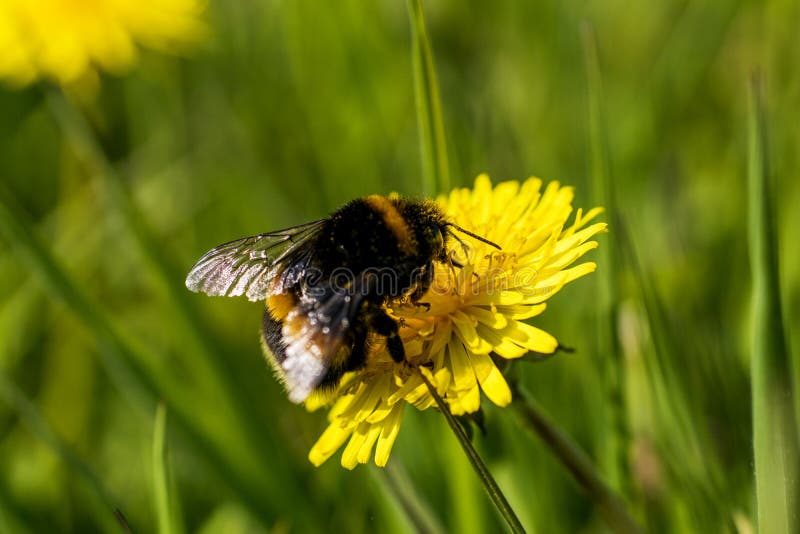 Humla fotografering för bildbyråer. Bild av makro, stängning - 88981471