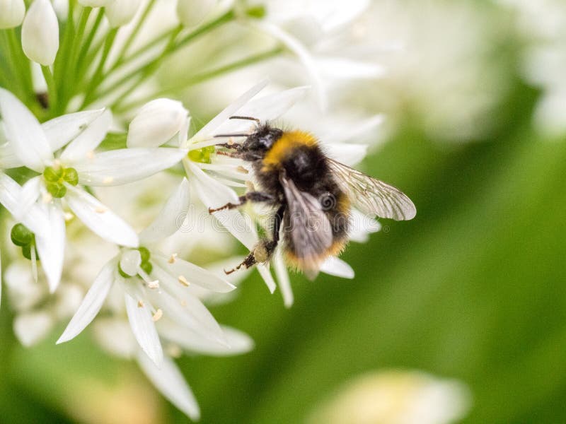 Humla arkivfoto. Bild av detalj, detaljer, kottar, close - 75188814