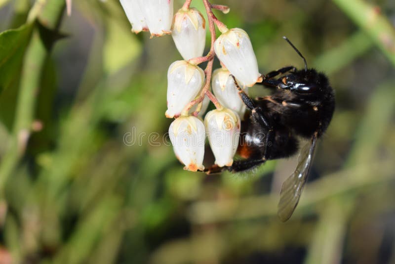 Humla fotografering för bildbyråer. Bild av nikon, växt - 95035579