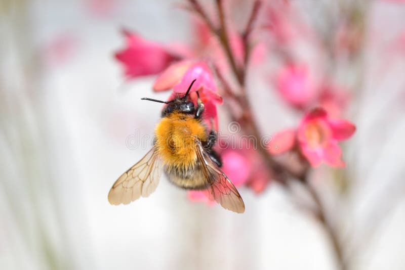 Humla arkivfoto. Bild av humla, norrman, blommar, floror - 98036362