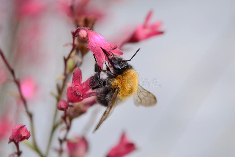 Humla fotografering för bildbyråer. Bild av norrman, blomma - 98036403