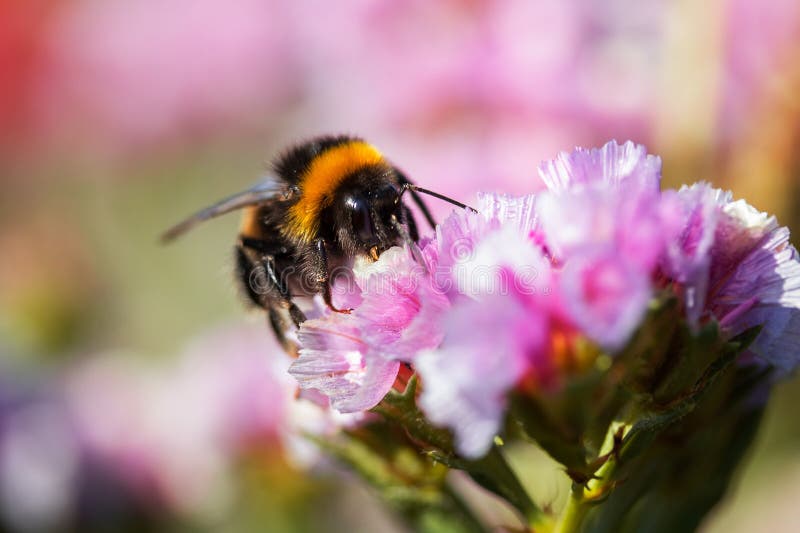 725 Stor Humla Foton - Gratis och royaltyfria stockfoton från Dreamstime