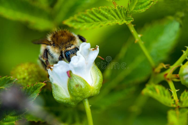 Humlor i blomman fotografering för bildbyråer. Bild av växt - 201642185