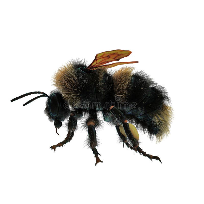 Humla Stock Illustrationer, Vektorer, & Clipart – (12,128 Stock ...