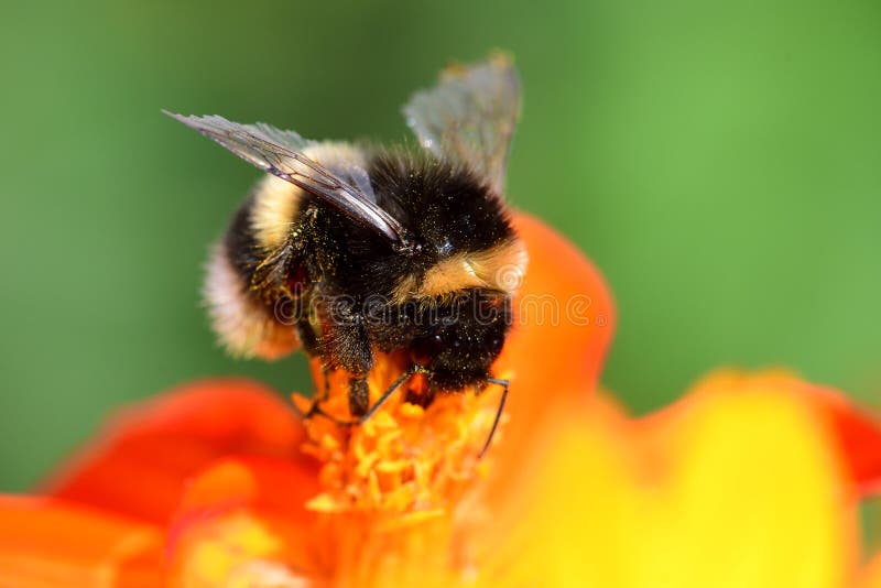Bi Som Pollinerar En Orange Coreopsisblomma Fotografering för ...