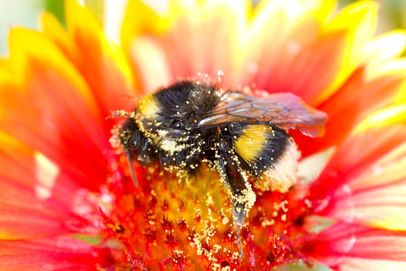 Humla som täckas i pollen arkivfoto. Bild av blomma, färgrikt - 33039878