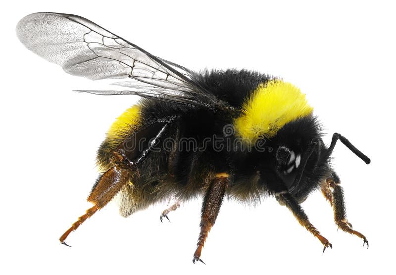 Die Garten-Hummel Auf Weißem Hintergrund Stockbild - Bild von insekt ...