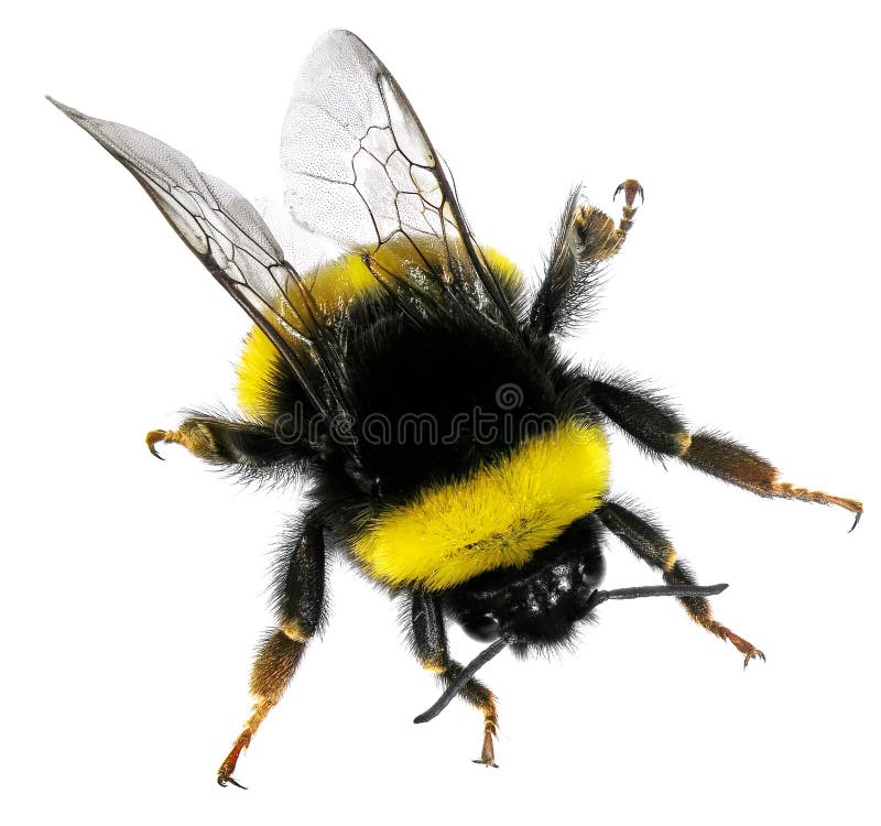 Die Garten-Hummel Auf Weißem Hintergrund Stockbild - Bild von insekt ...