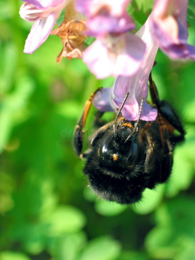 Hummel (Bombus terrestris) stockfoto. Bild von ansammlungen - 12899872