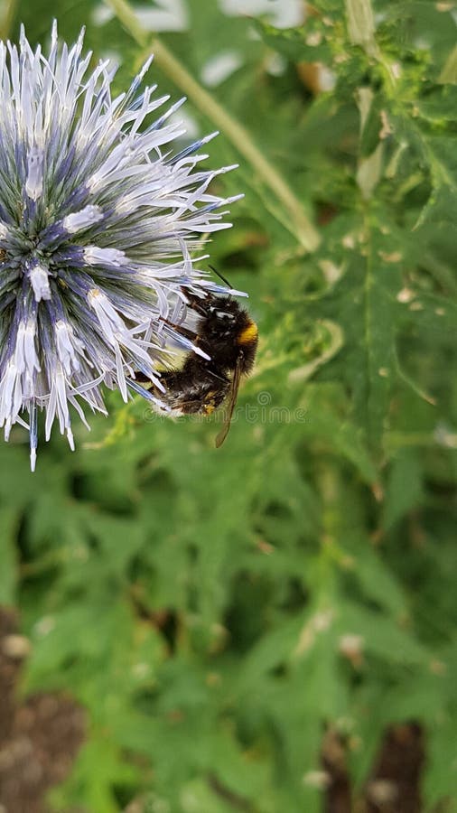 Hummel stock image. Image of animal, hummel, nature - 121870085