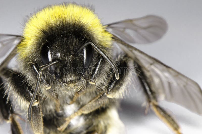 Hummel-Nahaufnahme stockfoto. Bild von insekt, tiere - 33873632