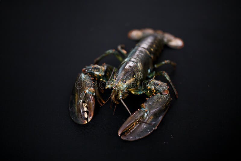 Hummer stockbild. Bild von schwarzes, tabelle, gesundheit - 102865211