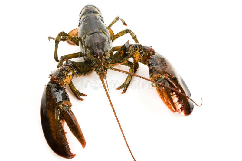 Hummer stockbild. Bild von meeresfrüchte, nahrung, hummer - 10434305