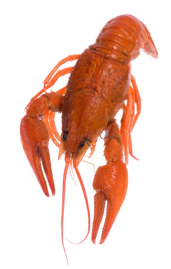 Hummer stockbild. Bild von wirbellos, delikatessen, vorbereitet - 12174765