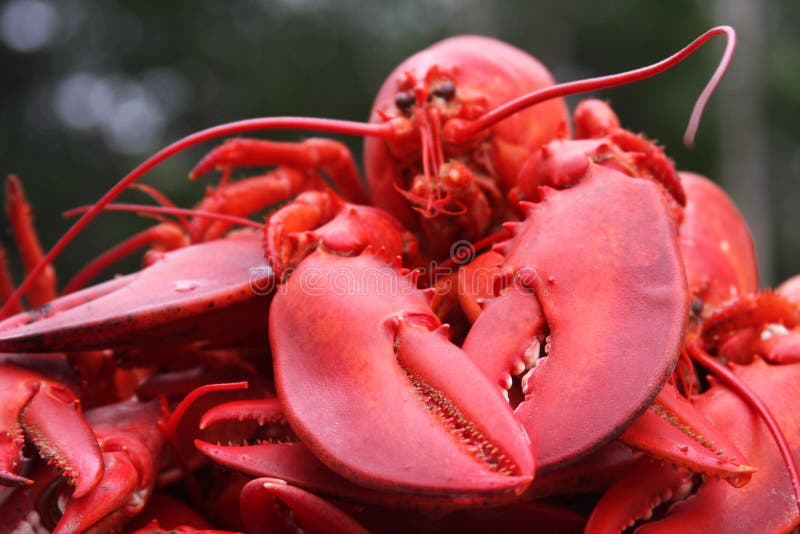 Krabbe Prepearing Dungeness Und Roter Hummer Stockbild - Bild von ...