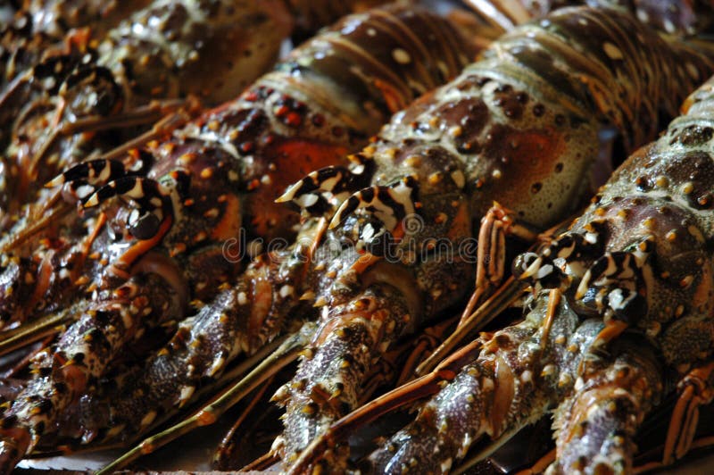 Hummer stockbild. Bild von nahrung, verzierung, abendessen - 1741453