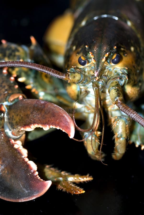 Hummer stockfoto. Bild von atlantisch, nahrung, hummer - 17484328