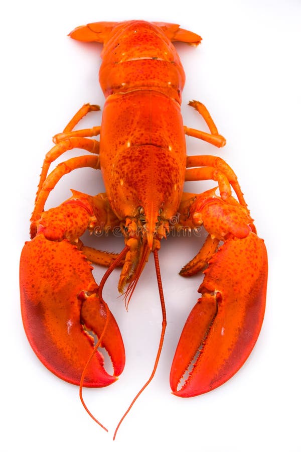 Hummer arkivfoto. Bild av skaldjur, äta, full, skal, hummer - 22069142