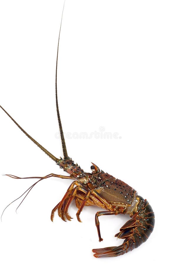 Hummer fotografering för bildbyråer. Bild av kräfta, stängning - 22153245