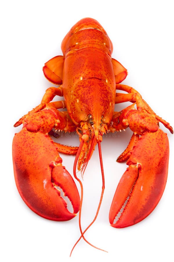 Hummer arkivfoto. Bild av skaldjur, äta, full, skal, hummer - 22069142