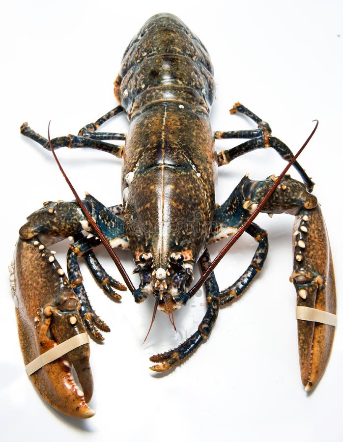 Hummer arkivfoto. Bild av fisk, angus, organiskt, vilde - 28174612