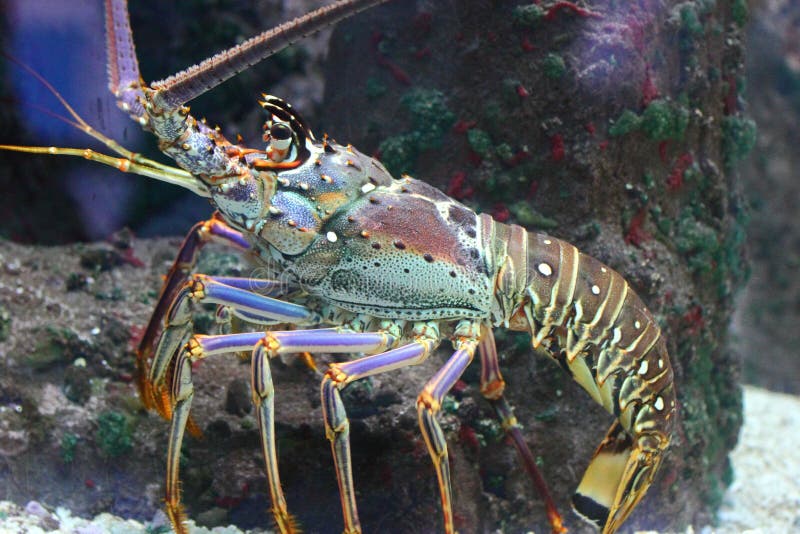 Amerikanischer Hummer, Homarus Americanus Stockbild - Bild von platz ...