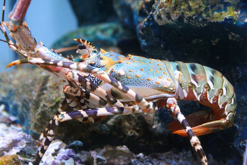 Amerikanischer Hummer, Homarus Americanus Stockfoto - Bild von antenne ...