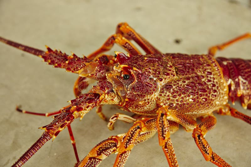 Hummer arkivfoto. Bild av hummer, jordluckrare, ingrediens - 57565958