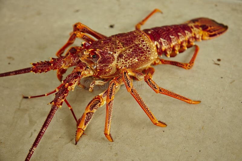 Hummer arkivfoto. Bild av bakgrund, kräfta, rött, ingrediens - 57566048