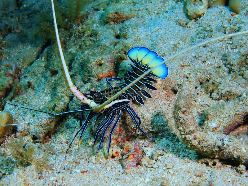 Hummer stockbild. Bild von tier, nave, hummer, insel - 69131579