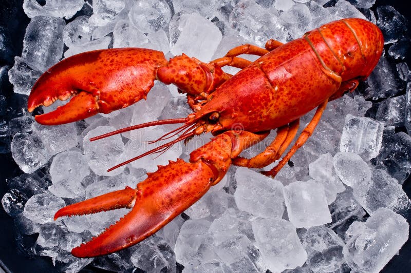 Hummer stockbild. Bild von essen, tropfen, markt, scheren - 7603379