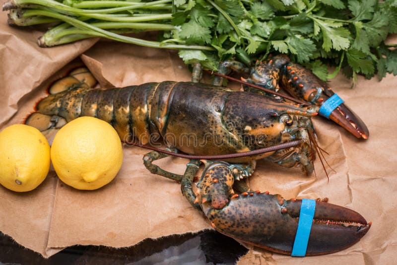 Hummer fotografering för bildbyråer. Bild av kokt, trä - 83641117