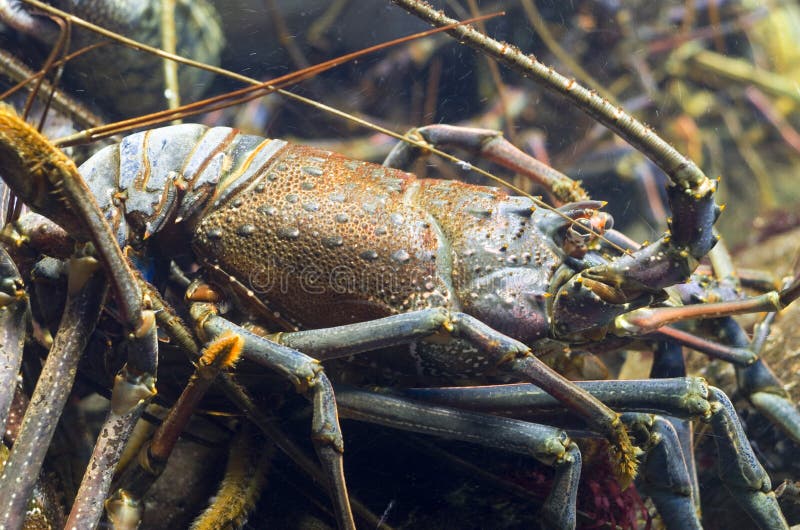 Hummer stockbild. Bild von tier, freiheit, felsen, wirbellos - 92802725