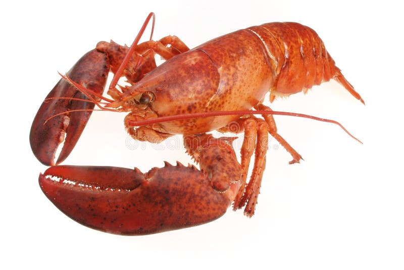 Roter Hummer stockfoto. Bild von krebs, hummer, schalentiere - 87479168