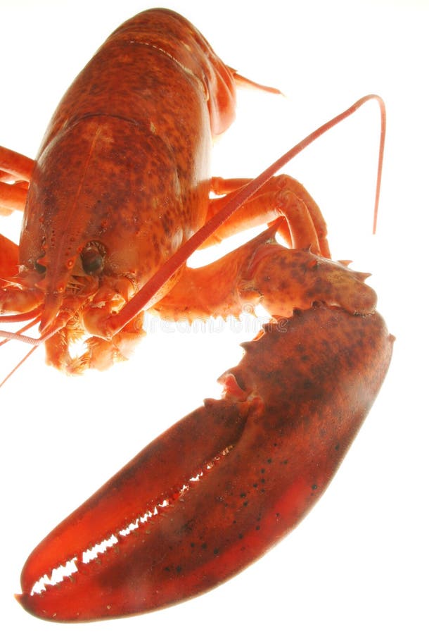 Hummer stockbild. Bild von stachelig, krebs, hummer, phantasie - 241655