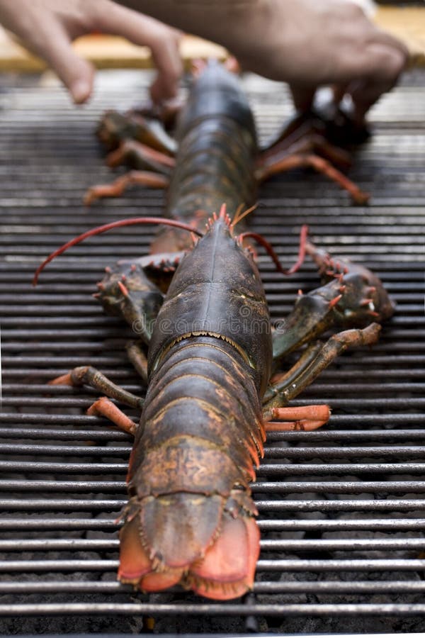 Hummer auf dem Grill stockfoto. Bild von hummer, unterhalten - 21900102