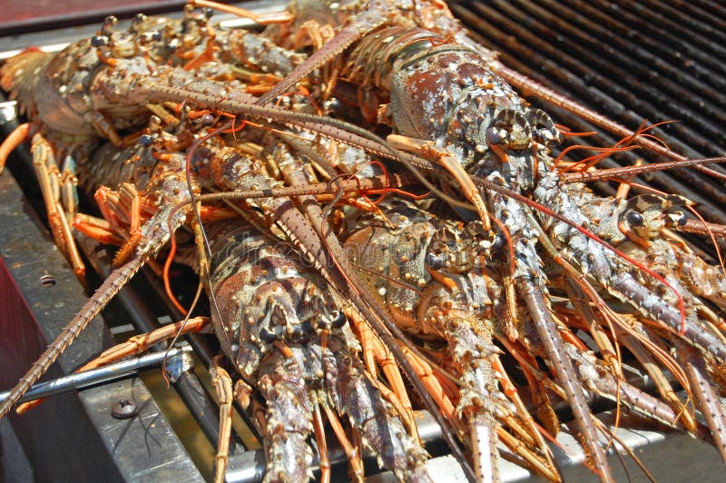 Australischer Hummer stockbild. Bild von gesund, bild - 59406013