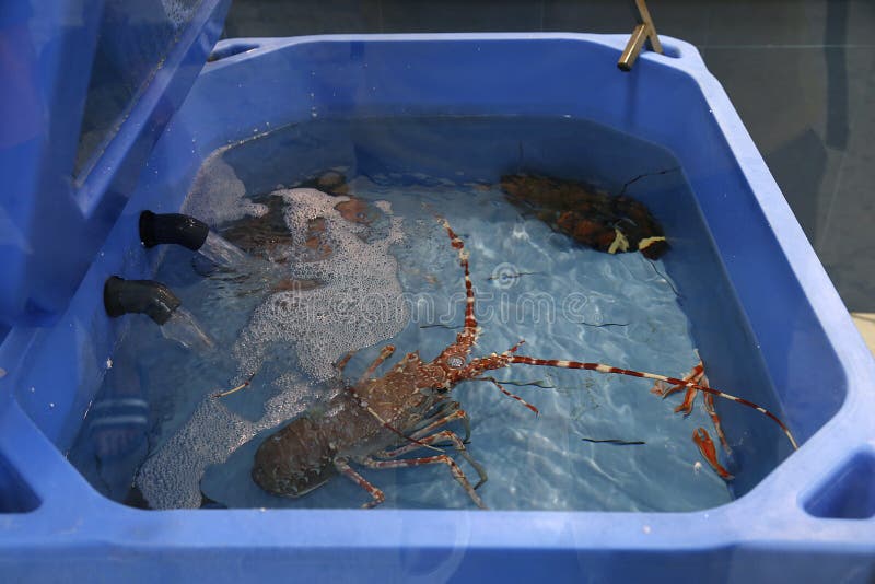 Hummer och fisk i havet arkivfoto. Bild av anhydrous - 126158652