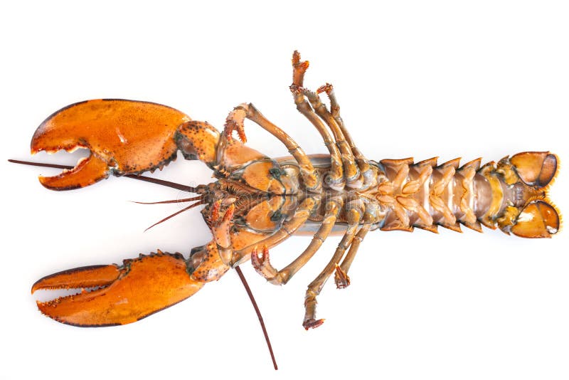 Lebende Hummer stockbild. Bild von tier, kalk, zwei, frisch - 35515557