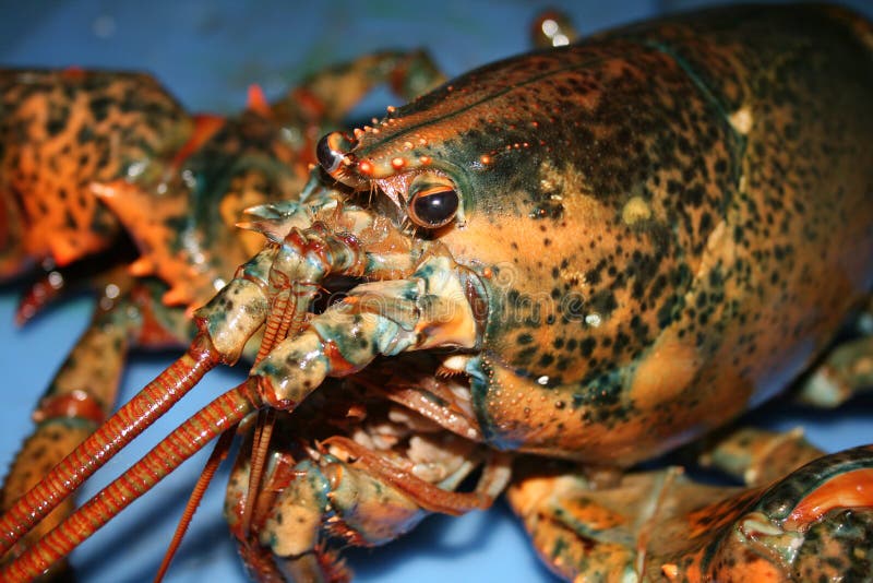 Gesicht Des Stacheligen Hummers Stockfoto - Bild von gott, nave: 13128336