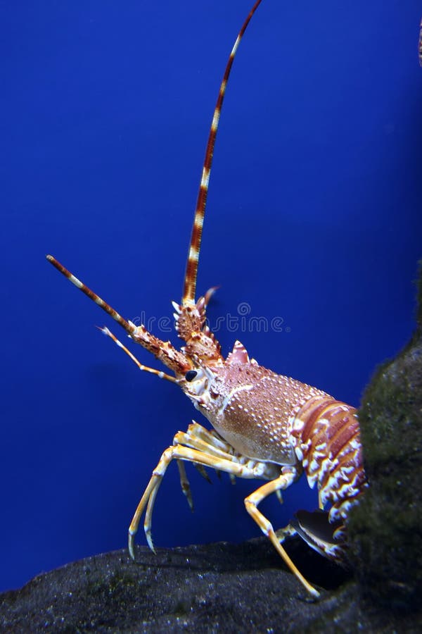 Gemeiner Hummer stockbild. Bild von meer, geläufig, tier - 22120391