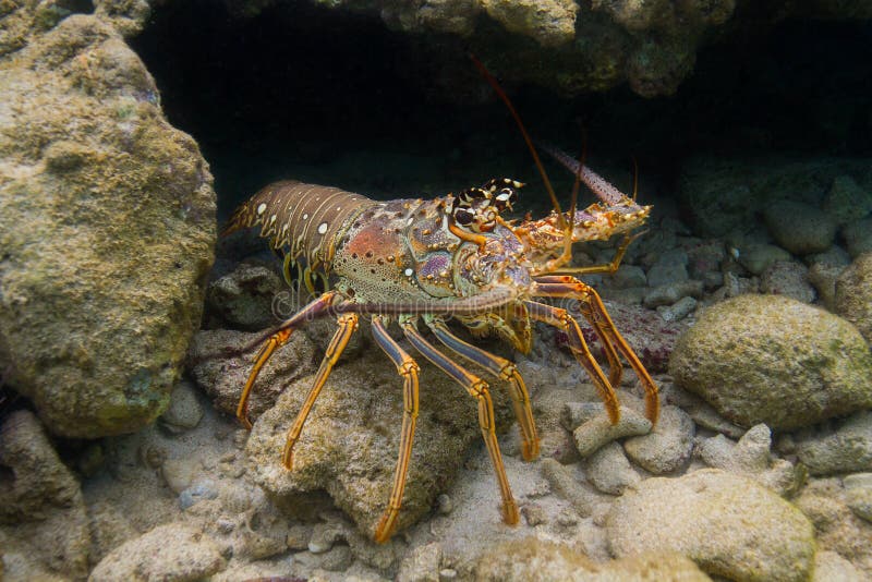 Hummer und Fische im Ozean stockfoto. Bild von schalentiere - 126158652