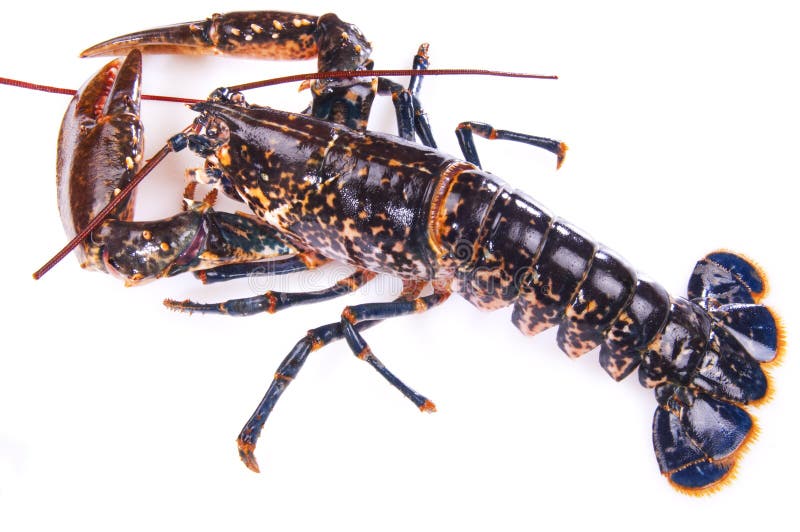 Hummer-Rot und Blau stockbild. Bild von antenne, krebs - 24167777