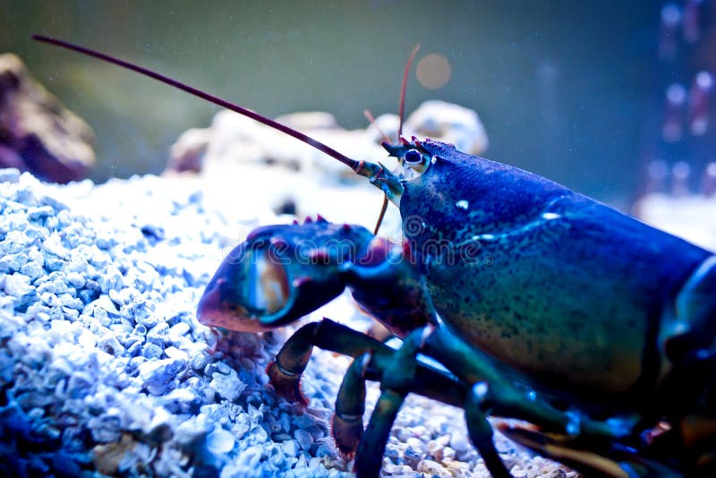 Hummer Unterwasser stockfoto. Bild von gaststätte, mahlzeit - 18966632