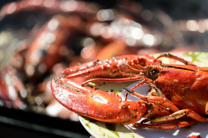 Australischer Hummer stockbild. Bild von gesund, bild - 59406013