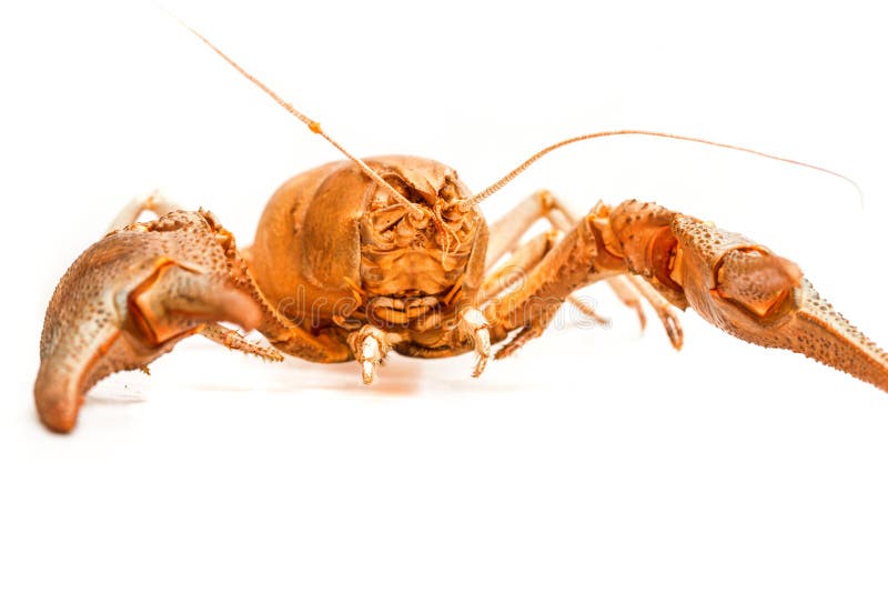 Gekochte Krabbe und Hummer stockbild. Bild von hummer - 31308701