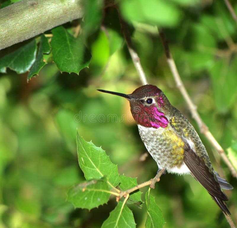 Humming bird stock photo. Image of leaves, colorful, peaceful - 11685558