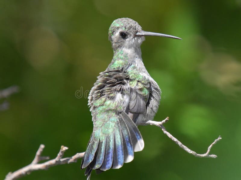 Humming bird stock photo. Image of sonoran, beautiful - 15560552